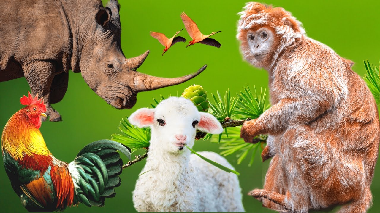 Wild Animals In Nature: Tiger, ostrich, elephant, gorilla, rhinoceros ...