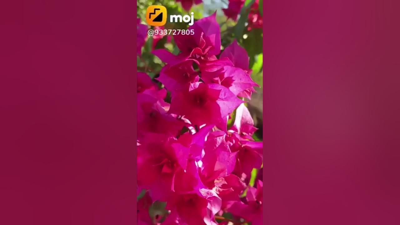 please subscribe। kakali dey। @kakalidey9533# - YouTube