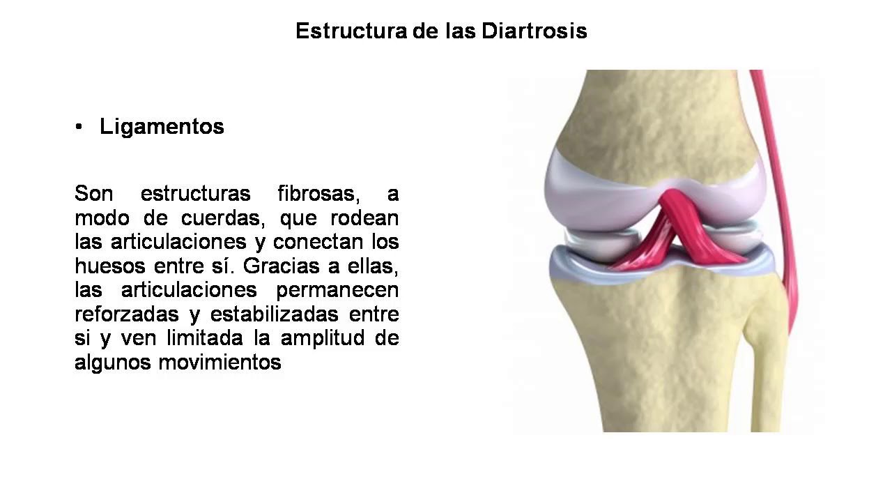 Articulaciones del cuerpo humano. Tipos y Caracteristicas. Tendones y ...