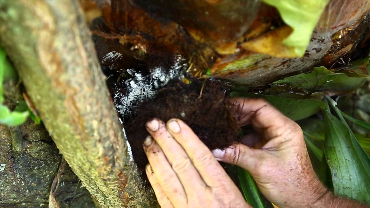 See How To Roots Develop On Any Tree Branch PART 2 YouTube see-how-to-roots-develop-on-any-tree-branch-part-2-youtube