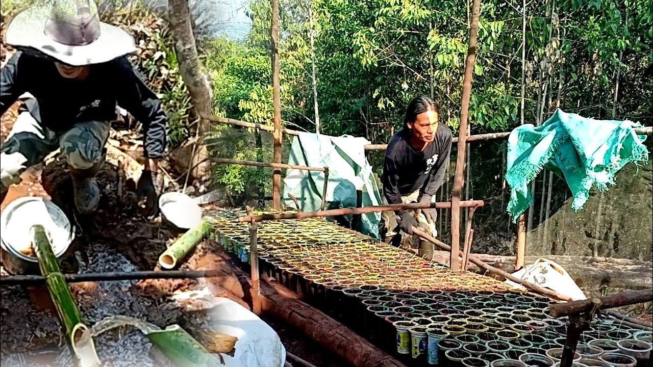 Tanam talas dan bambu, membuat pancuran bambu untuk mengusir hama ep ...