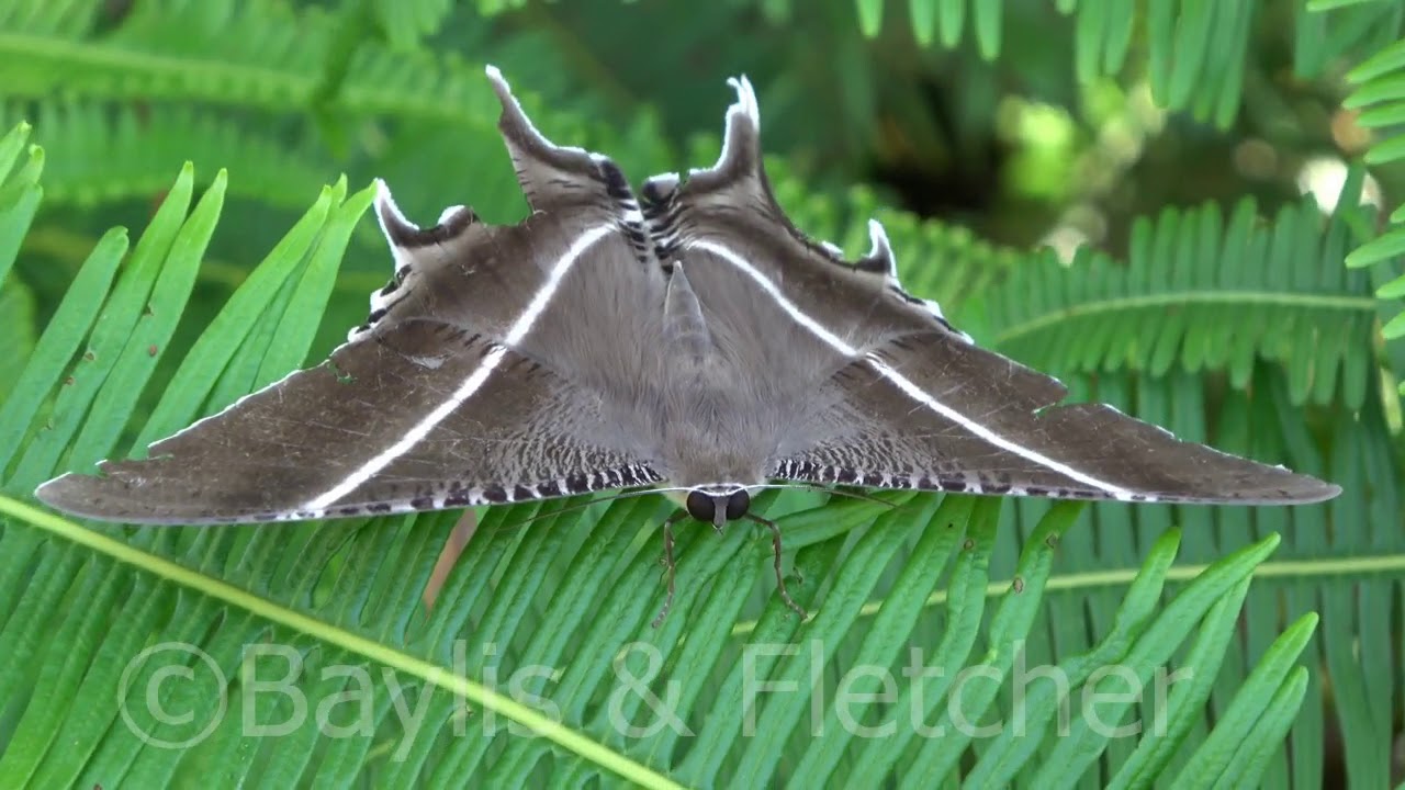 Tropical Swallowtail moth, Malaysia. 20200514_112425.uhd - YouTube