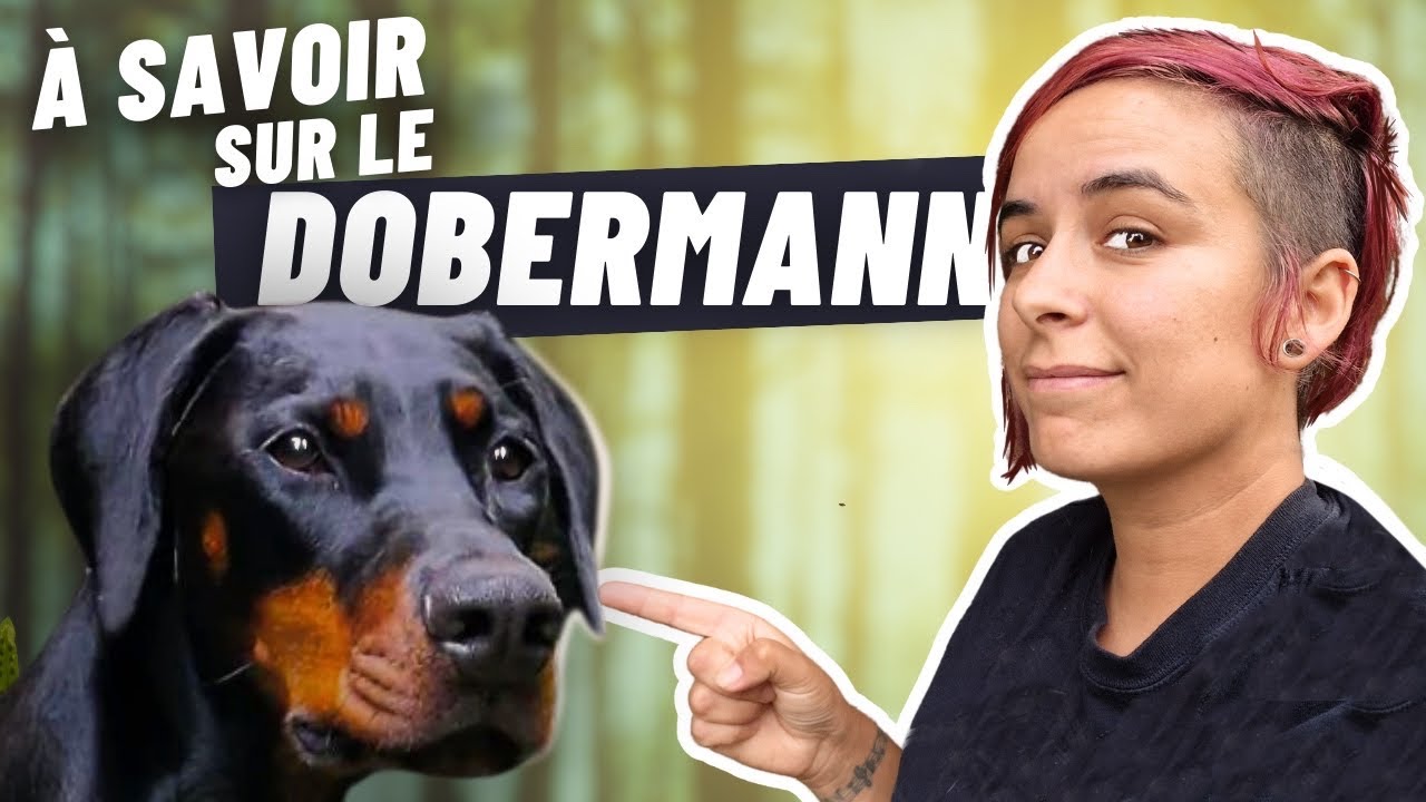 8 choses que vous ne devez pas ignorer sur le dobermann - YouTube