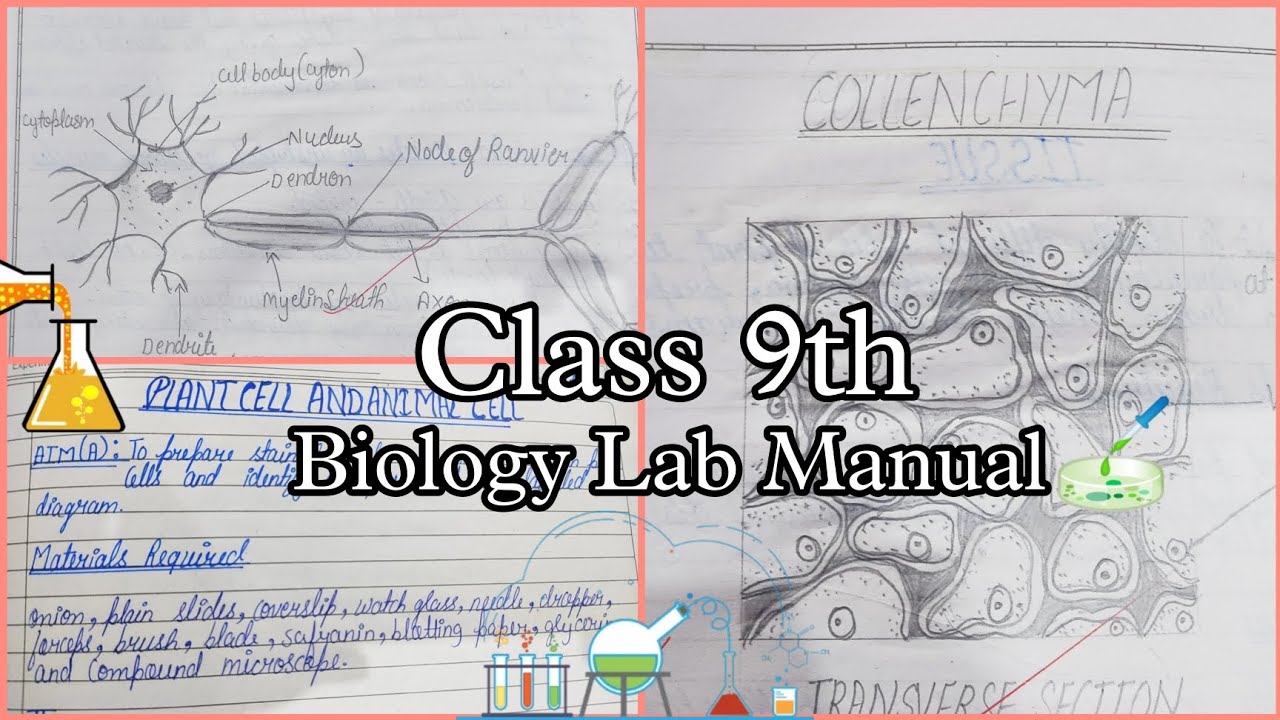 Class 9th Lab Manual Experiments|CBSE Board|Onion peel Experiment|# ...