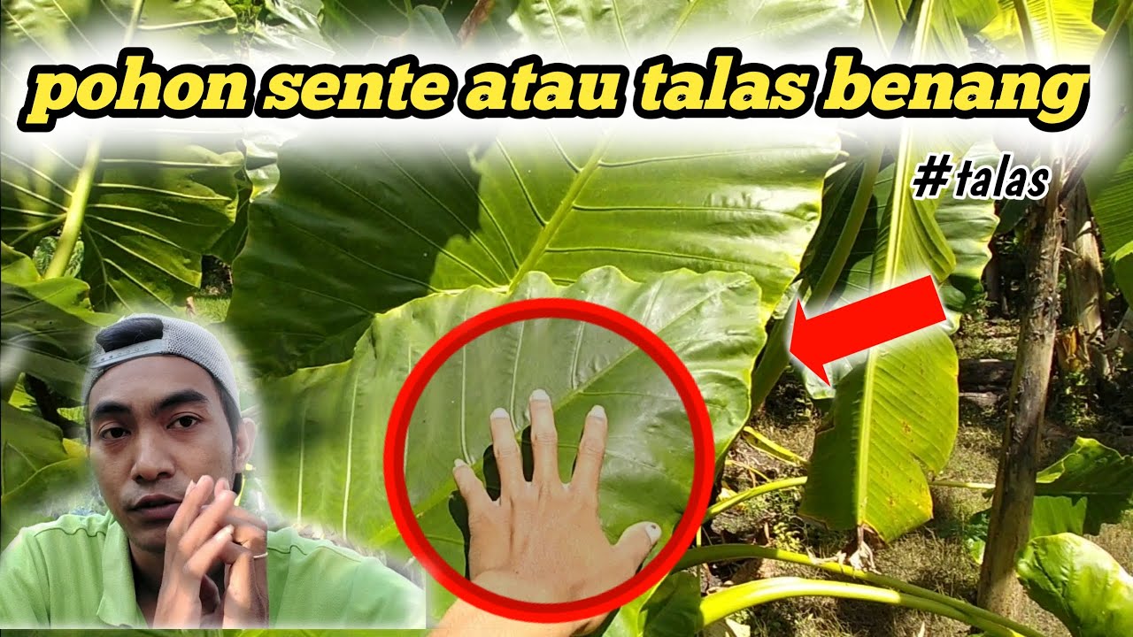 POHON SENTE TERBESAR || DAUN SENTE - TALAS BENANG YANG BISA ...