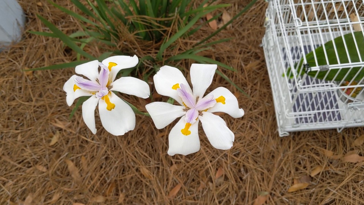 Freedom the Parrot with White, Yellow & Purple Flowers Coligny Circle ...