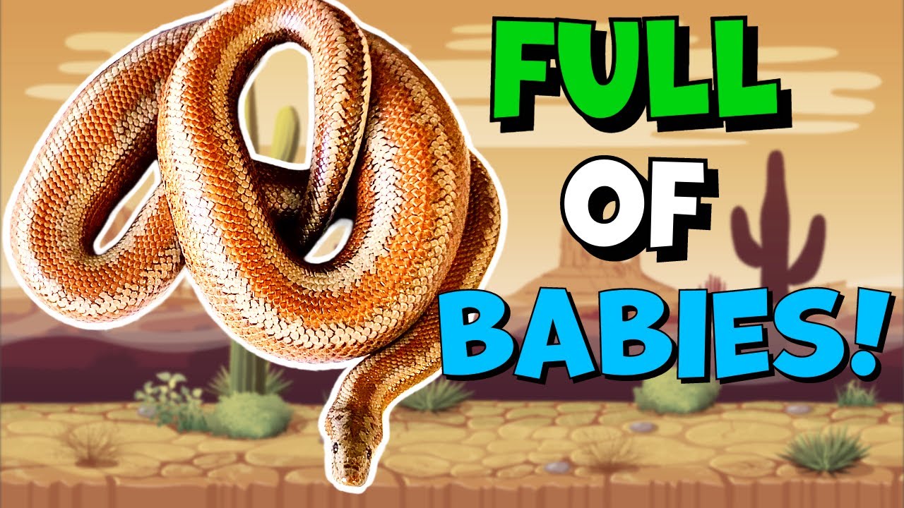 HUGE ROSY BOA! (Breeding Project Update!) - YouTube