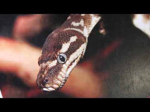 rough-scaled python / aquaria, KL - YouTube