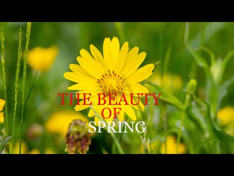 Beautiful Spring Relaxing Video + Birds & Nature Sounds