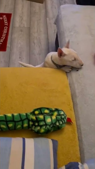 Mini Bull Terrier Luna attacks python - YouTube