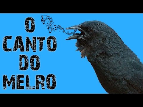 O canto do Melro, Chico Preto, Arranca milho dependendo da religião do ...