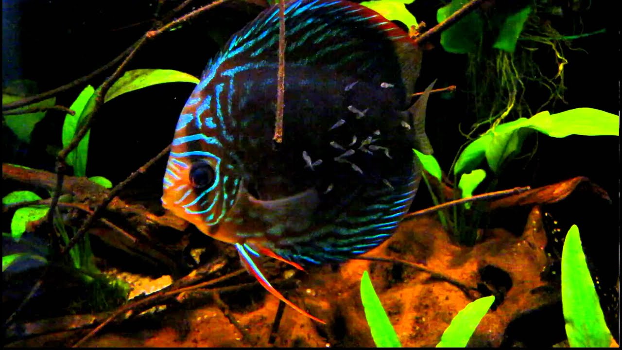 Discus RT. With fry. 2011-04-16 - YouTube