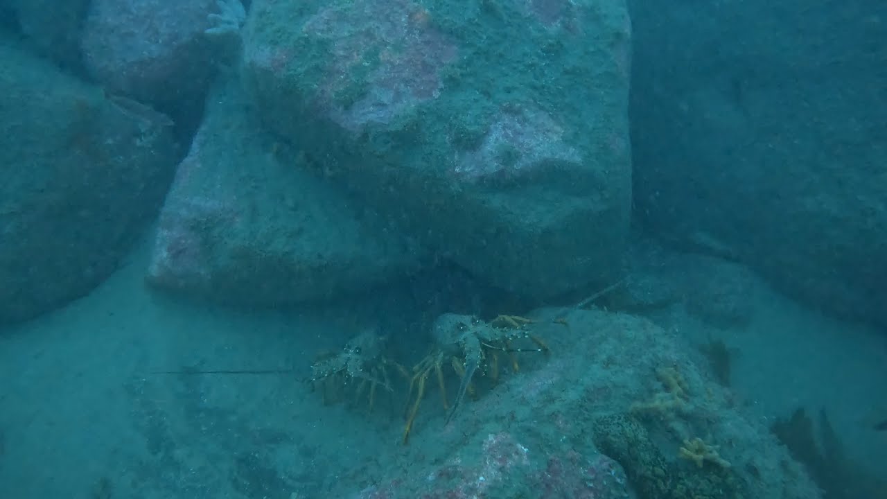 Taranaki Crayfish Hunt - New Plymouth - New Zealand - YouTube