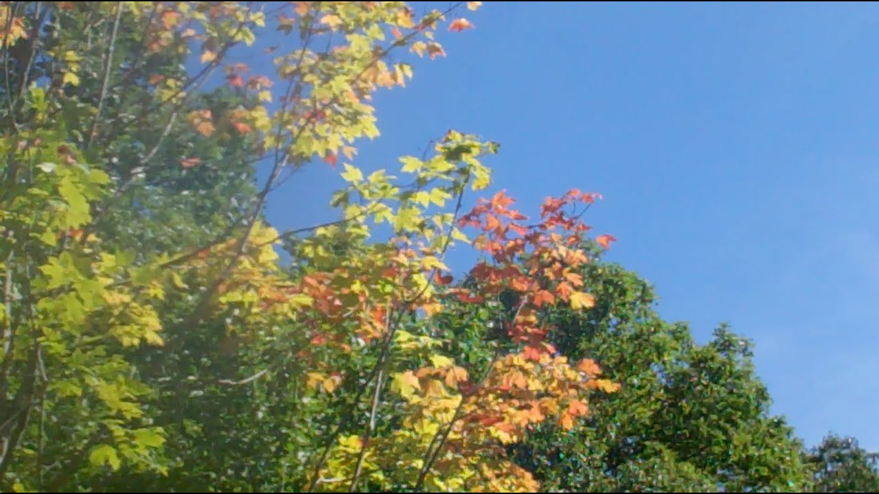 Children and Trees - YouTube
