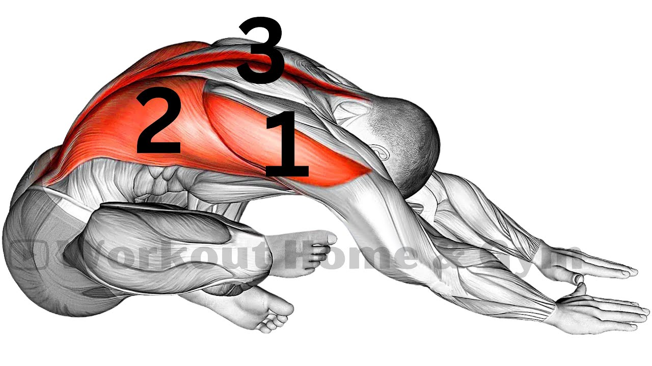 "Back Strength and Mobility: 6 Essential Exercises for a Healthy Spine ...