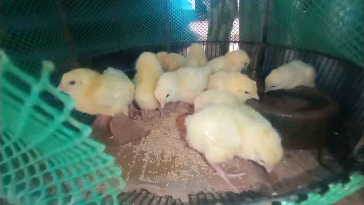 BUMILI AKO NG SISIW NA BROILER AT MGA PATUKA MARAMING SALAMAT PO ATE RUBY ️ - YouTube