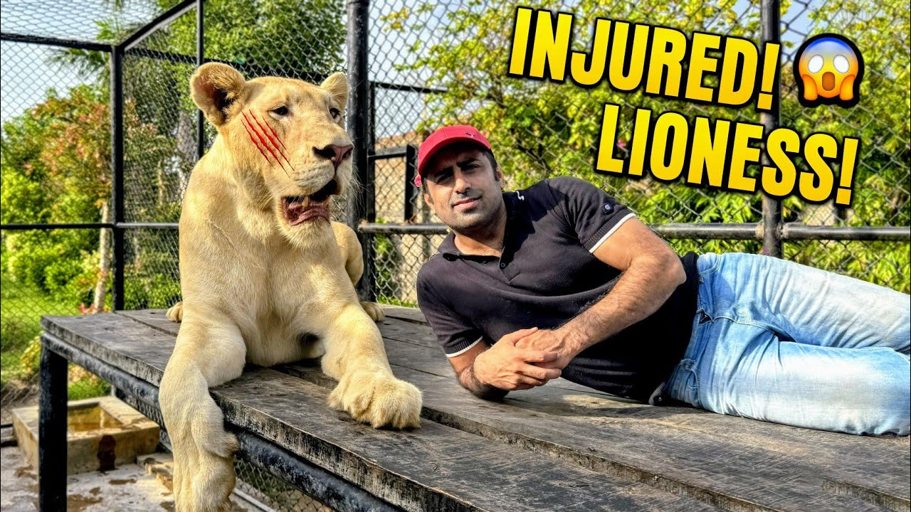 Bilo ne Bella per Hamla kia 😱 Lion Attack on lioness - YouTube