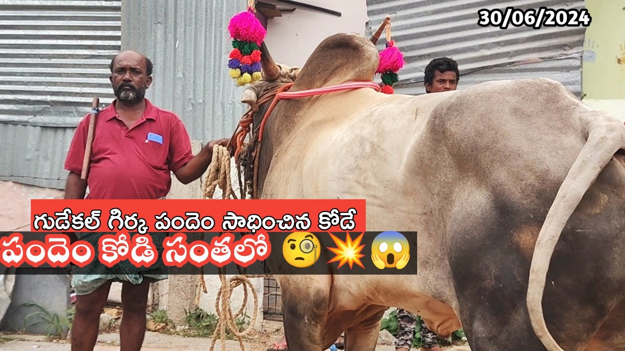 Chakrala Ranganna bulls //9963934511 // Chakrala Ranganna kilara ...