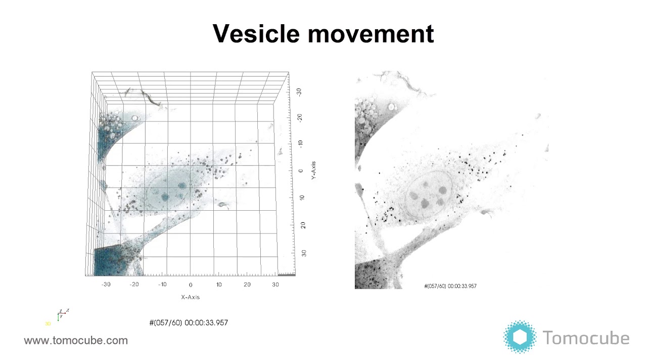 Vesicle movement - YouTube