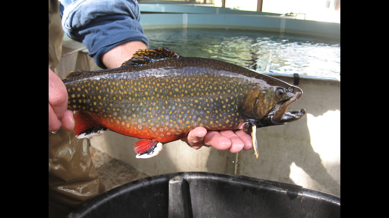 MassWildlife Trout Spawning Fall 2014 - YouTube