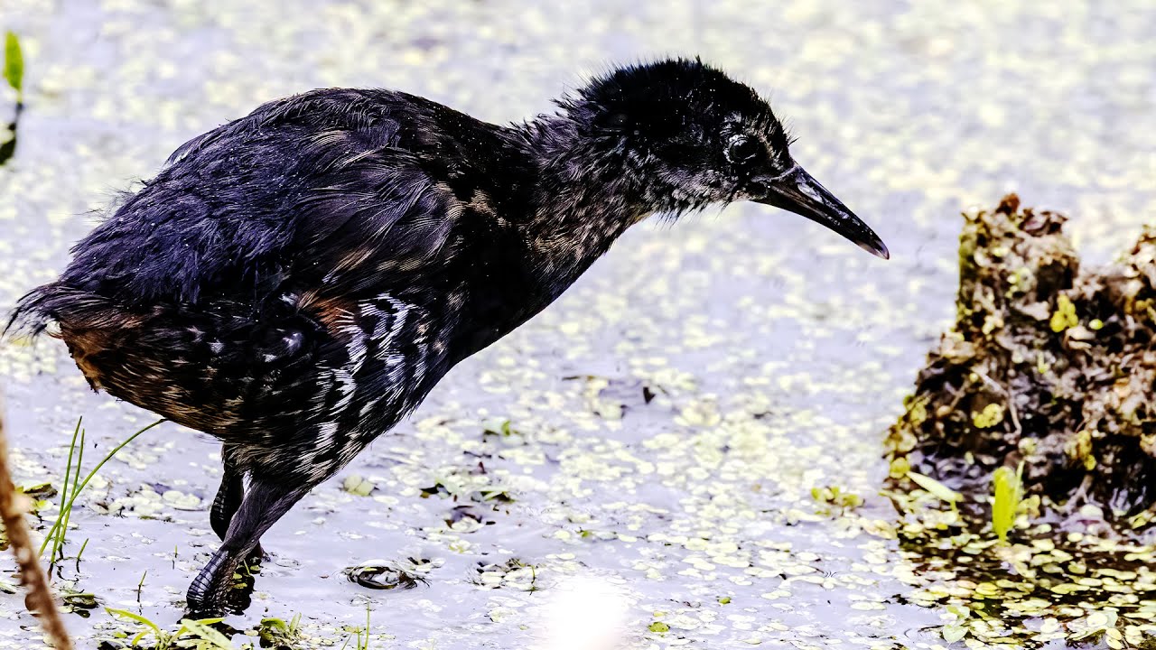 068 Virginia Rail - Updates On The Virginia Rail Family With Four ...
