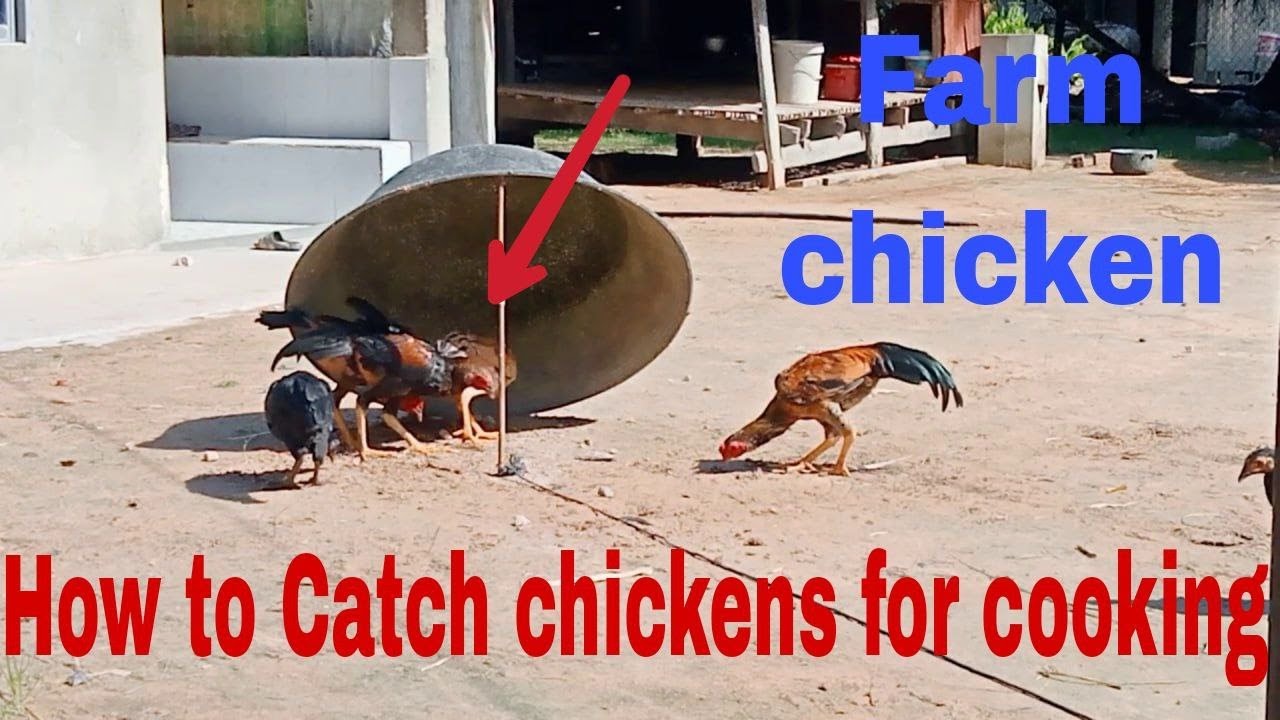 Farm chicken, How to catch chicken for cooking - YouTube