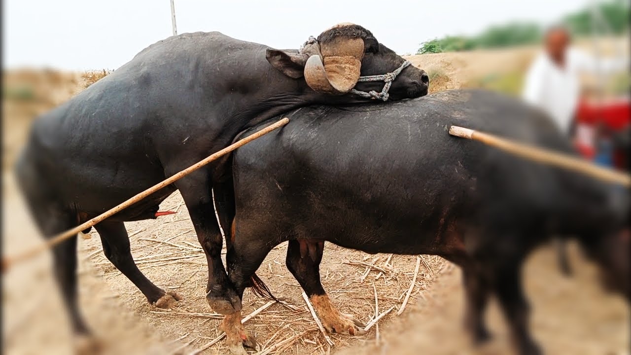 jafrabadi bull bhesa | this buffalo second time brought here - YouTube