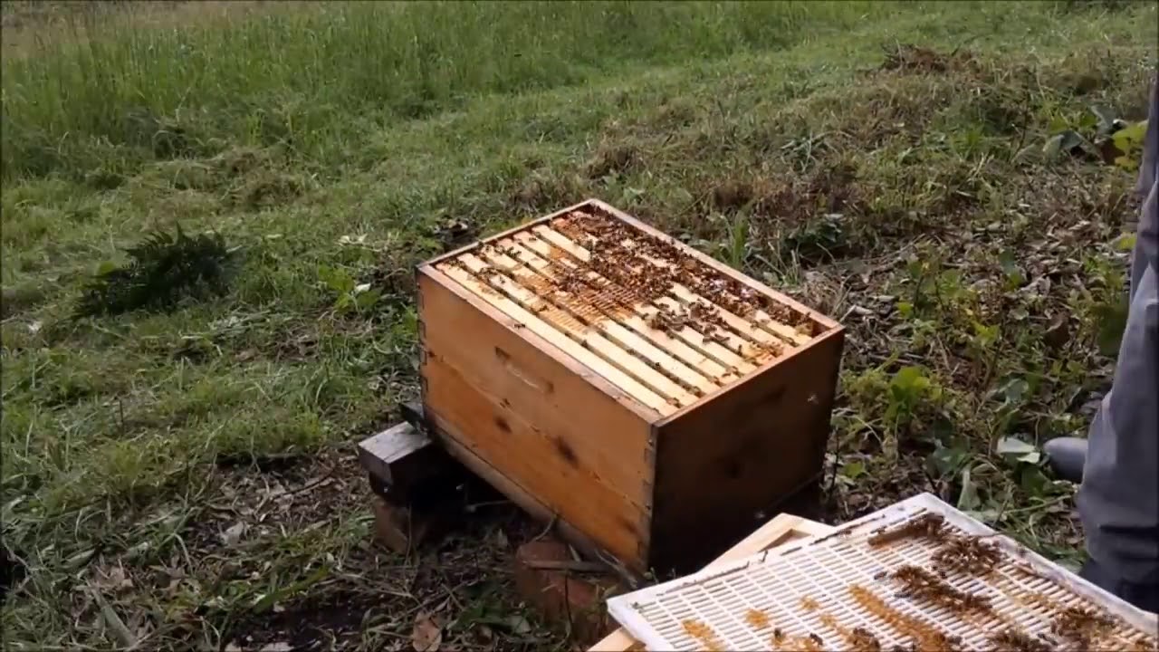 Bees Cross Comb - YouTube