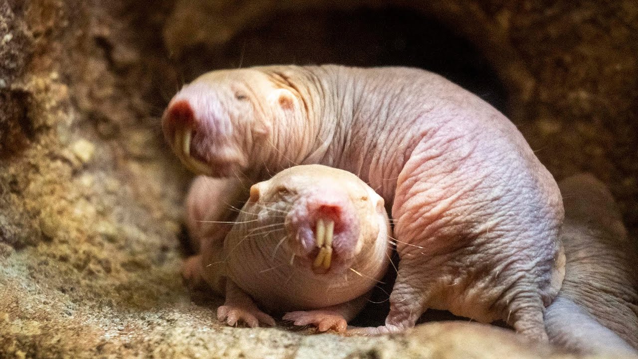 Nueva camada de rata topo desnuda en BIOPARC Valencia, mamífero ...