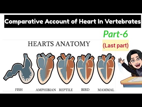 6)Comparison Table of Heart in Vertebrates & Aortic Arch|Scoliodon,Rana ...