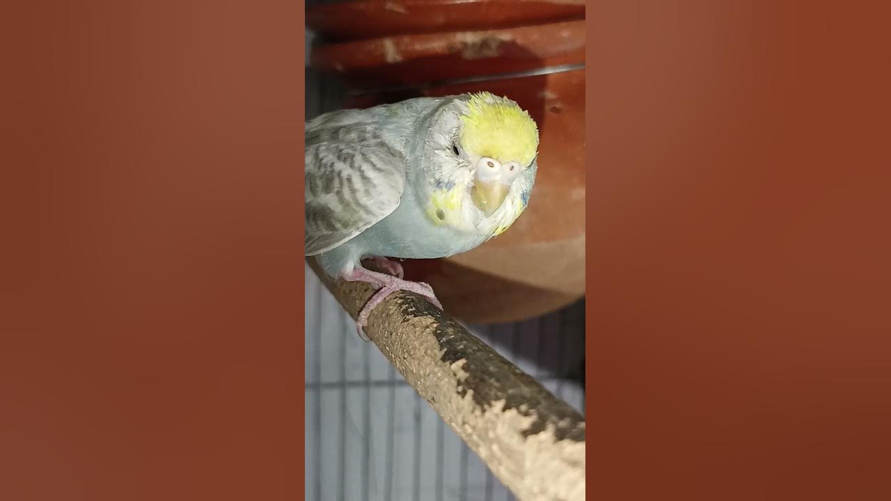 pakir somossa ta ki?? bolte paren? - YouTube