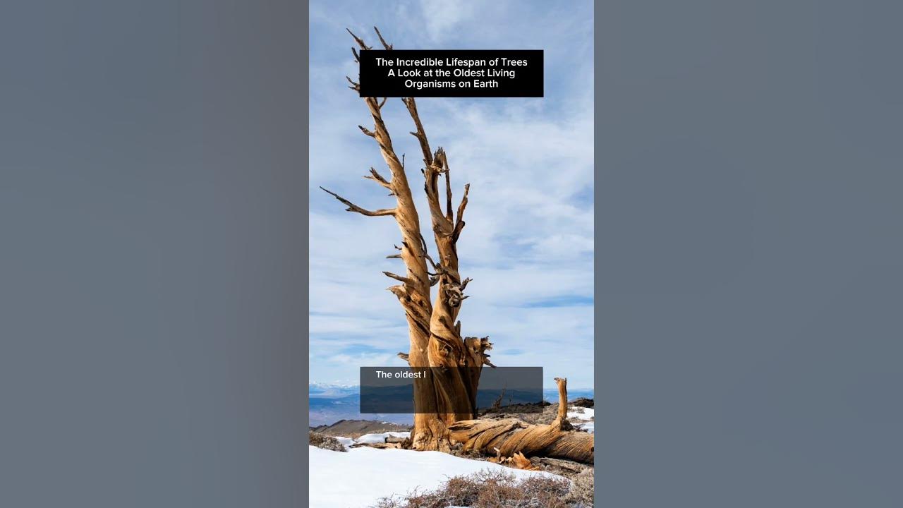 The Incredible Lifespan of Trees: A Look at the Oldest Living Organisms on Earth 🌴 - YouTube
