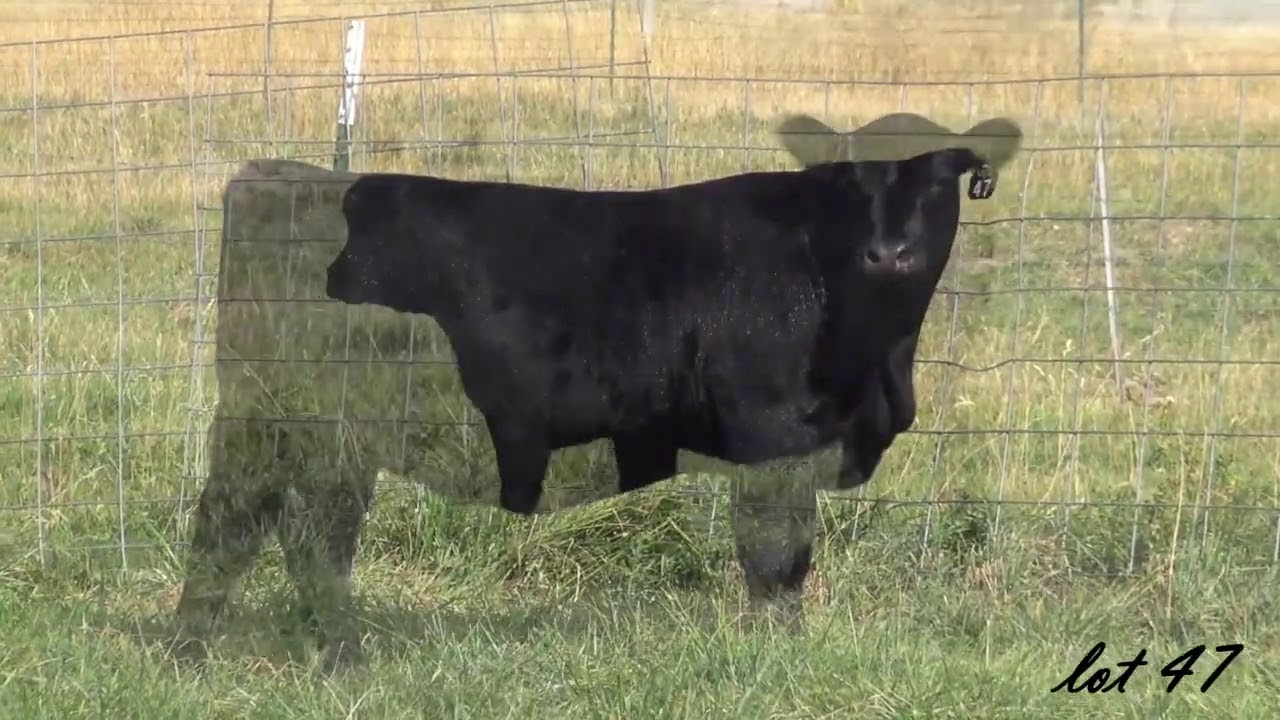 Lot 47 YouTube lot-47-youtube