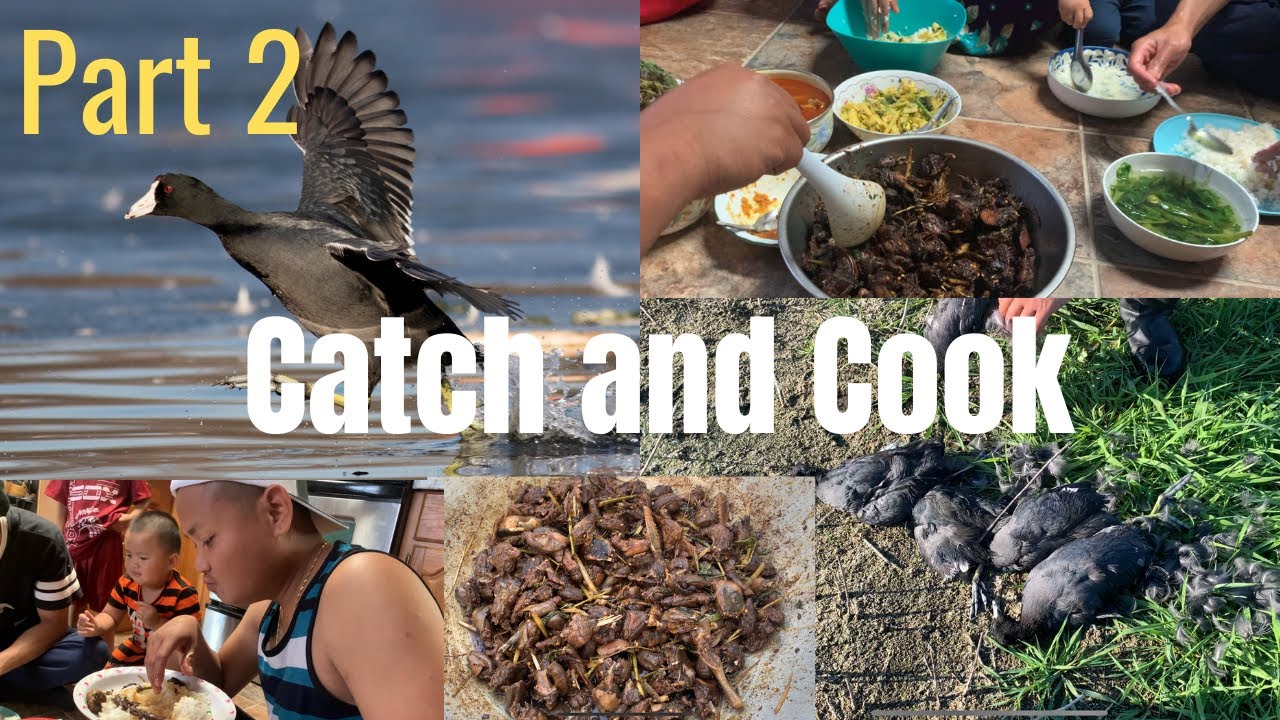 Hunting | Catch and Cook American COOT (Karen Food) - YouTube