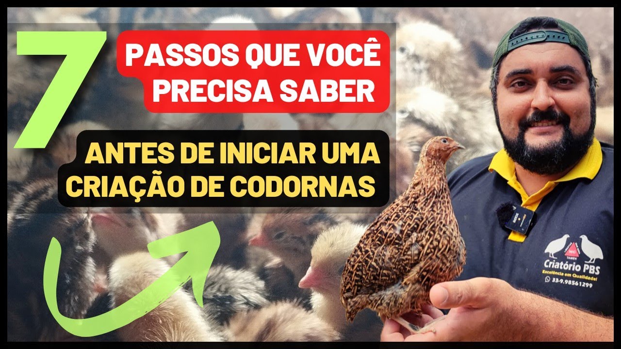 Como iniciar uma CRIAÇÃO DE CODORNAS do ZERO | Tudo que você precisa ...