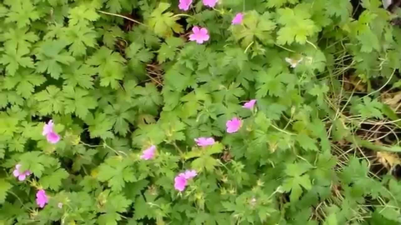 Geranium maculatum, the spotted geranium, wood geranium, or wild ...