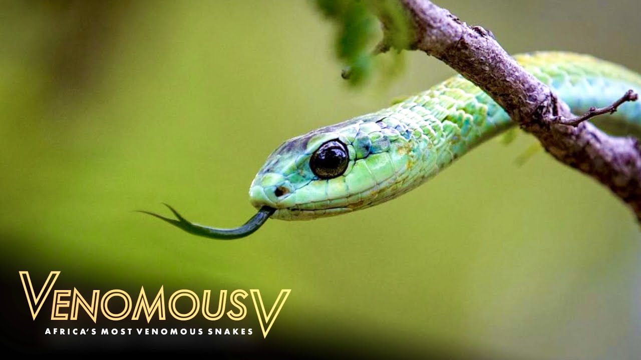 Green Mamba Vs Boomslang