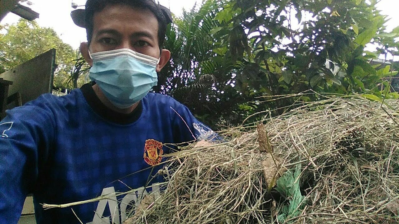 cara mudah mengolah sampah rumput menjadi kompos - YouTube