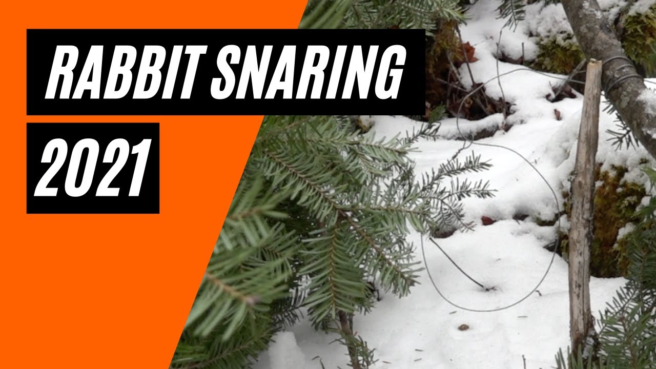 Rabbit Snaring Trip 2021 - YouTube