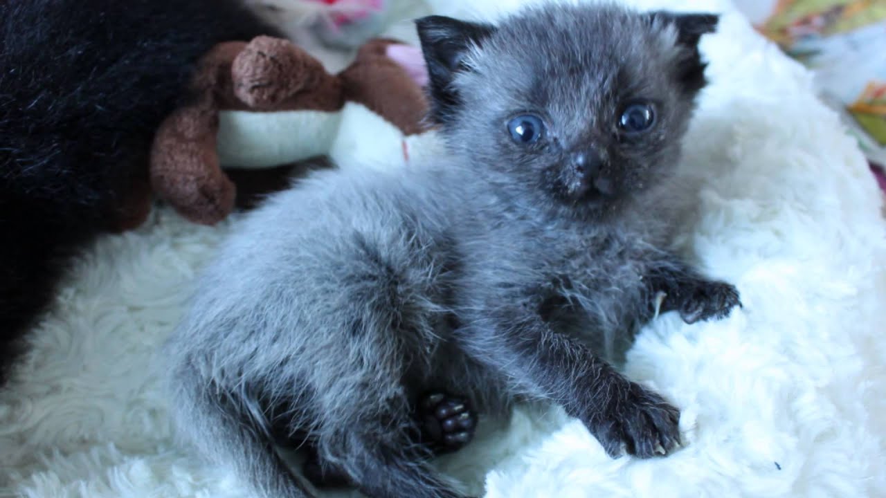 Bruce the cat: week five - YouTube