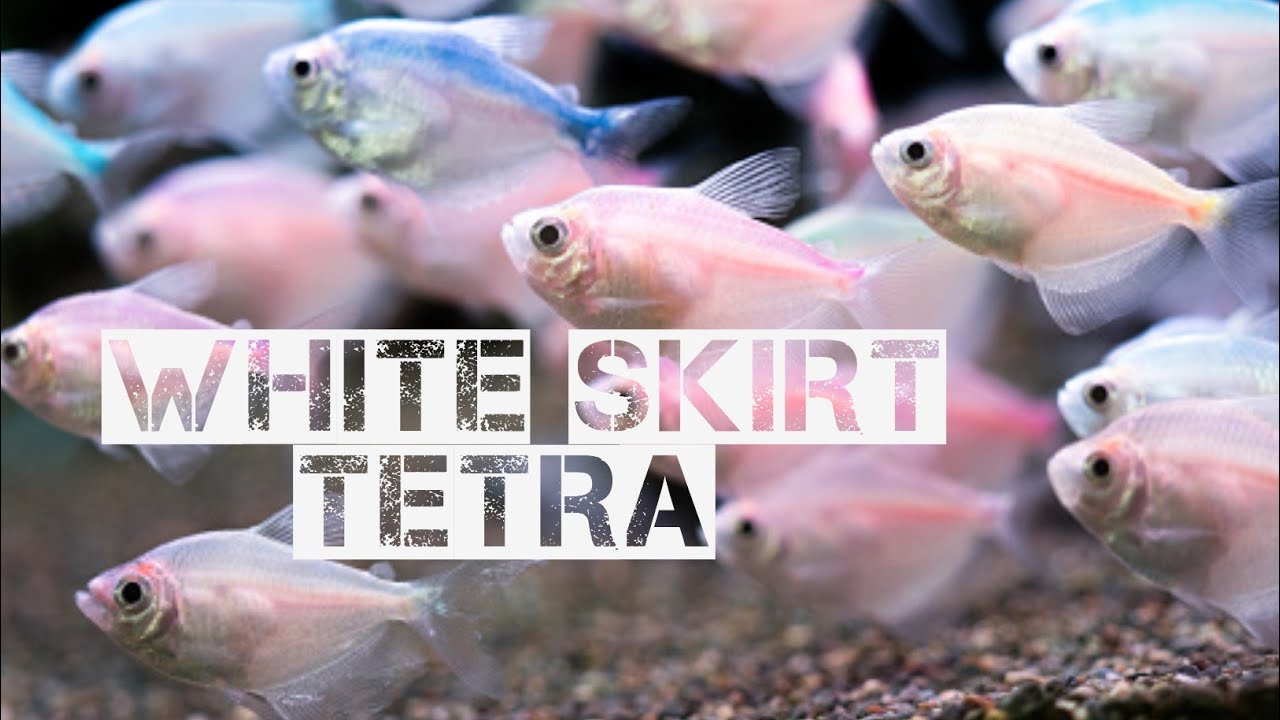 White skirt tetras make the perfect aquarium fish | White skirt tetra ...