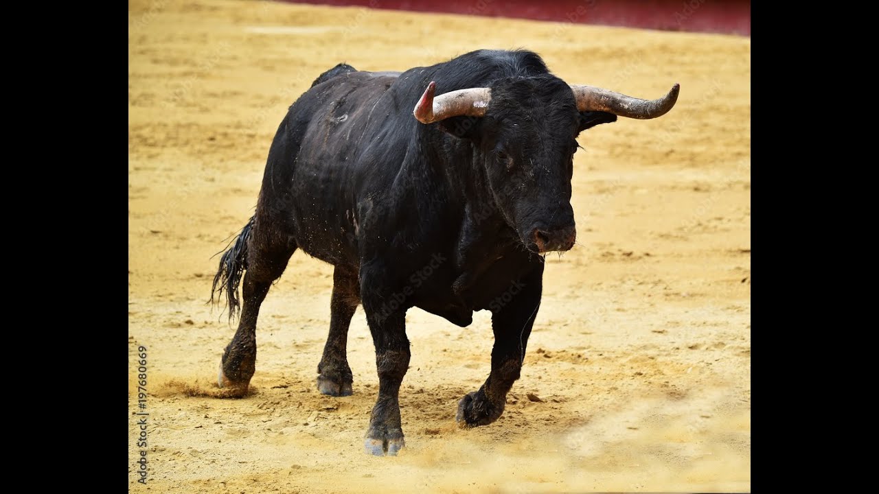 EL TORO DE LIDIA - YouTube