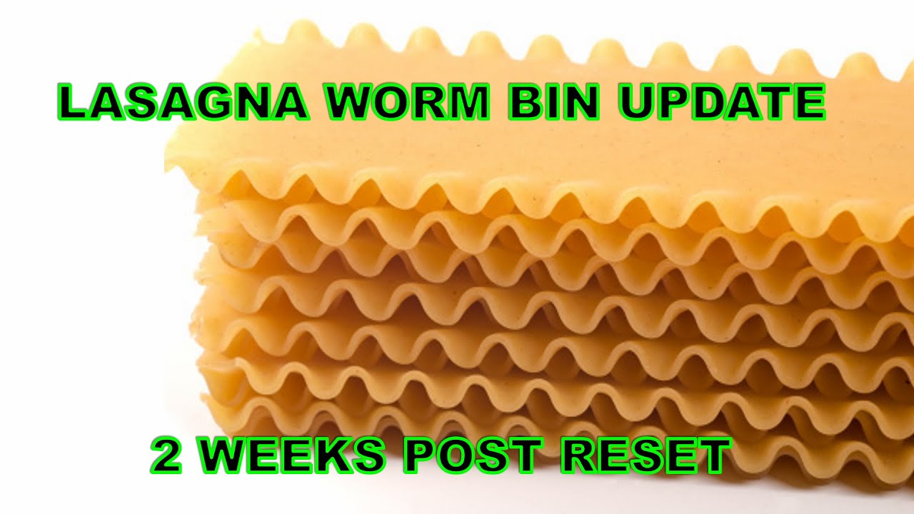 LASAGNA BIN UPDATE- 2 WEEKS AFTER RESET - YouTube