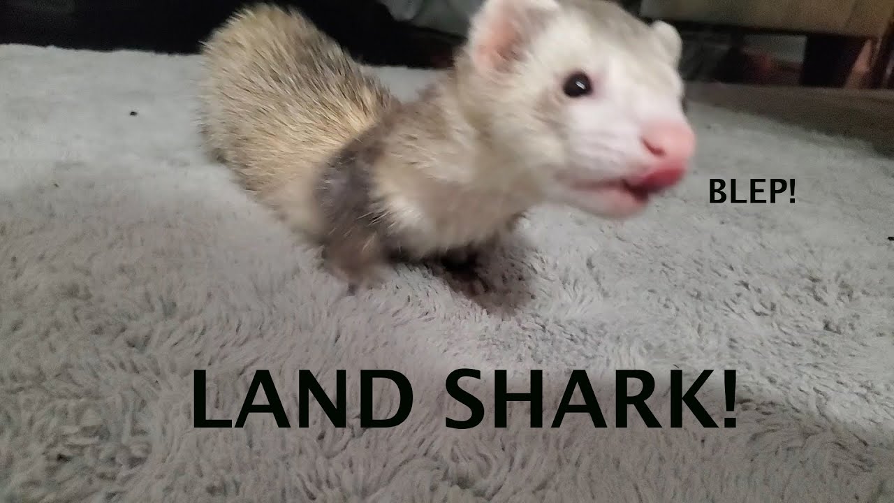 Adorable pet ferret playing - YouTube