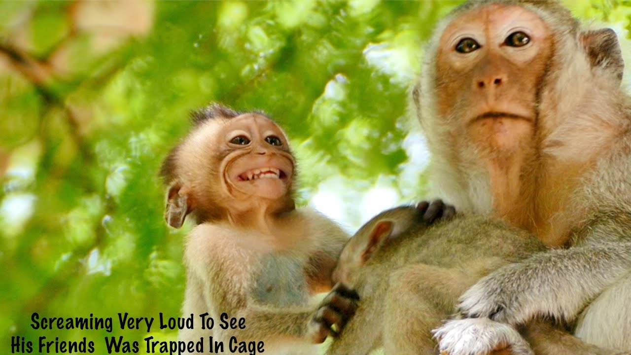 Crying And Shouting Martin..! Martin Screams Loudly & Angrily To See ...