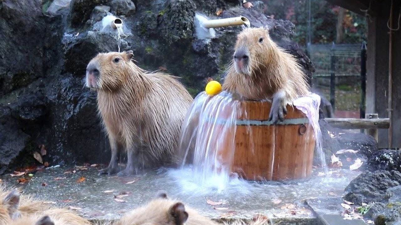 Why do Capybaras Like Hot Water - YouTube