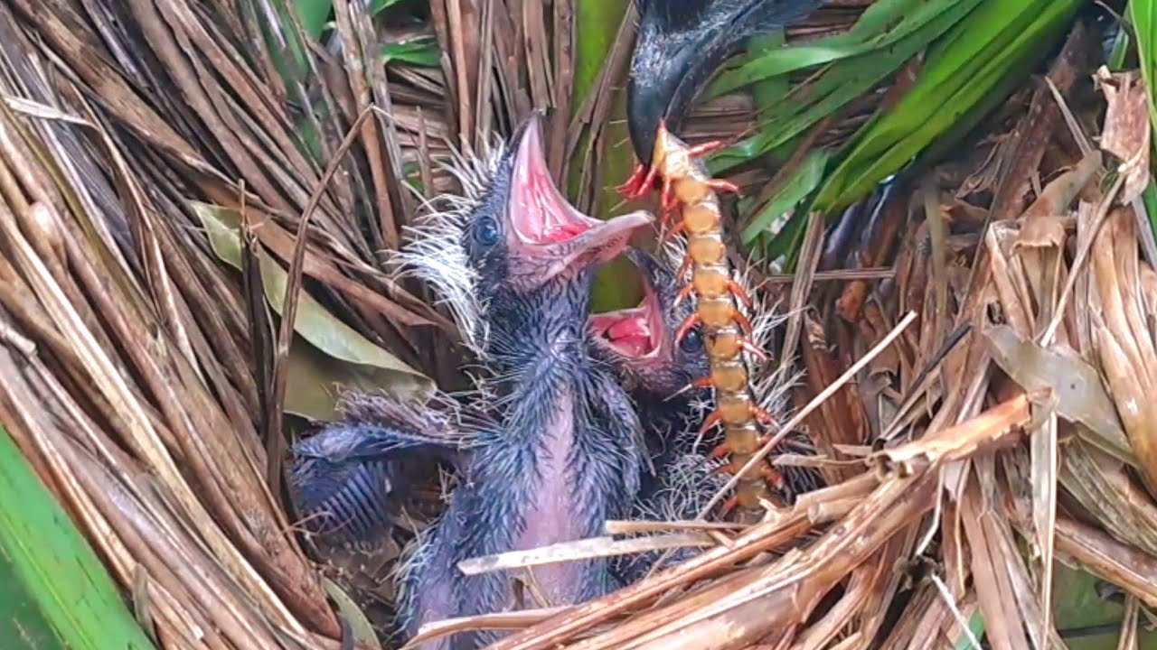 Anak burung bubut di beri induknya lipan panjang - YouTube