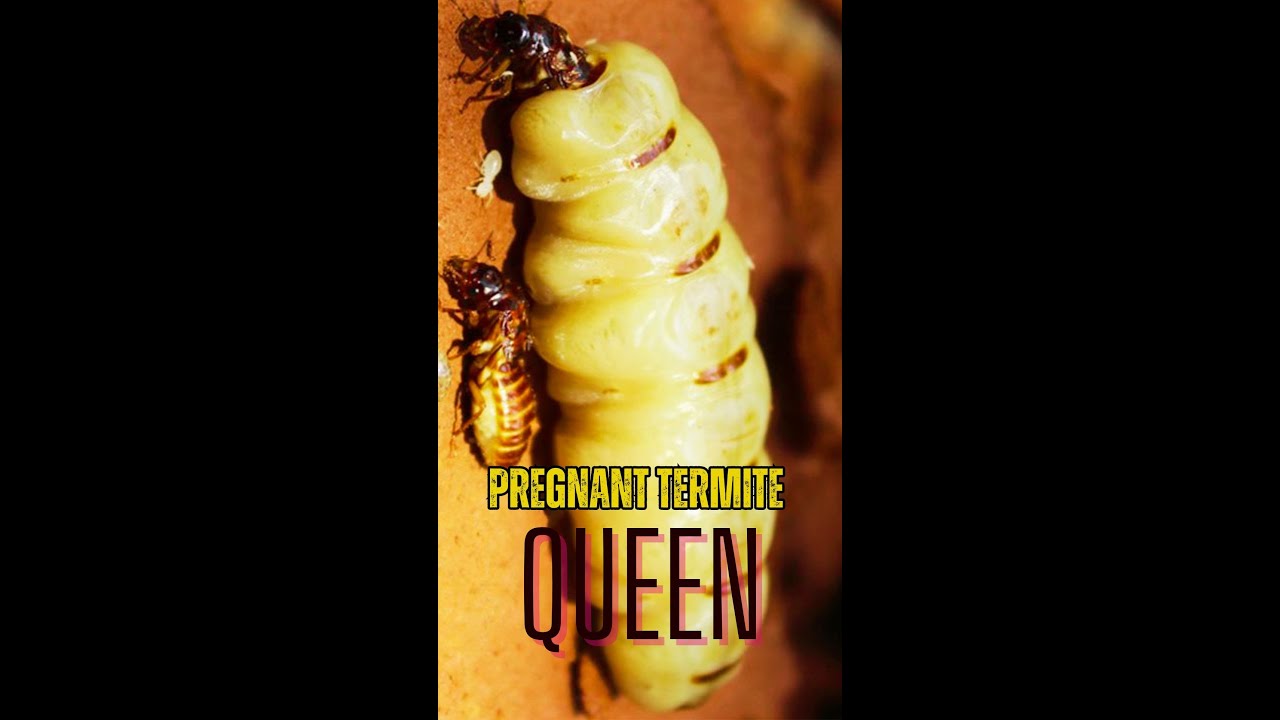 Pregnant termite queen (MUST SEE) - YouTube