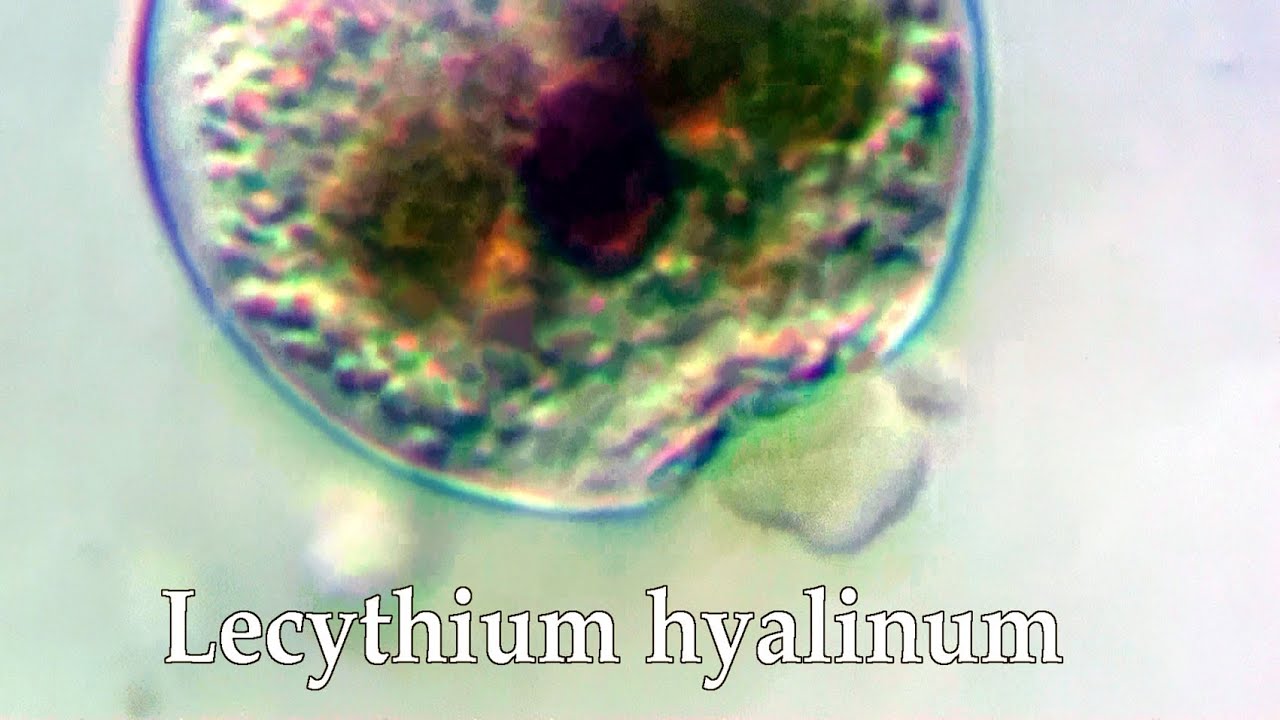 Lecythium hyalinum - YouTube