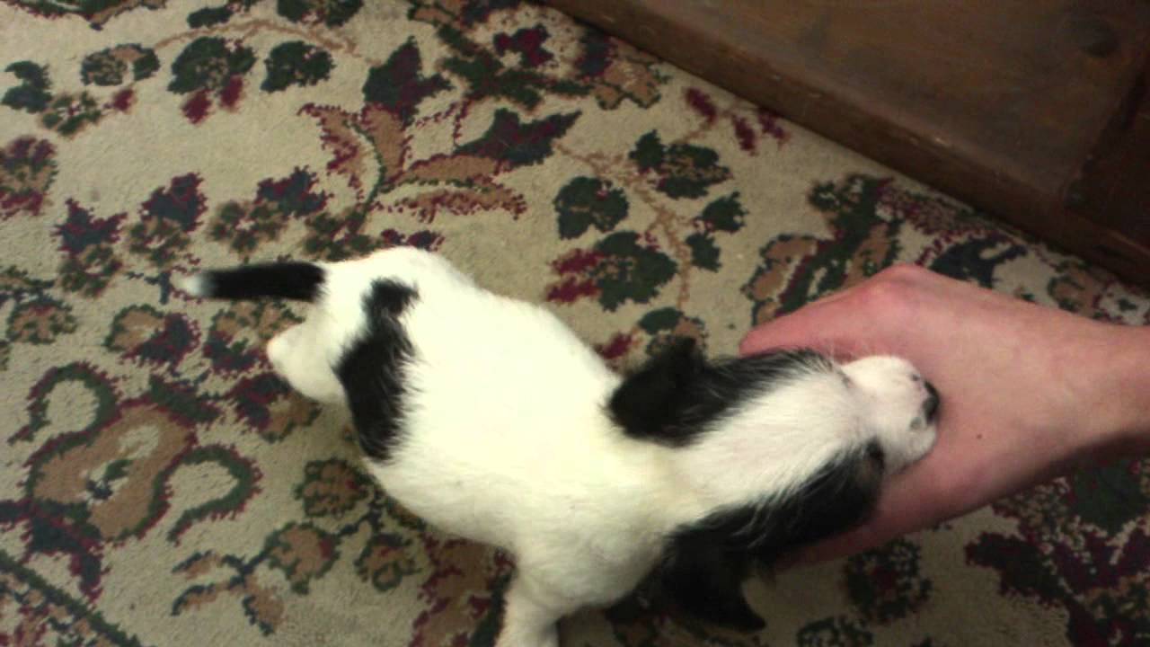 Jake Russell - YouTube